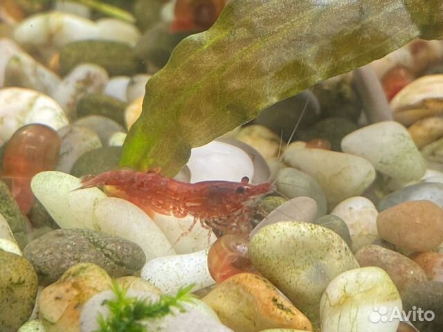 Аквариумные креветки
