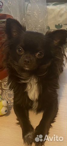 Вязка кобель чихуахуа