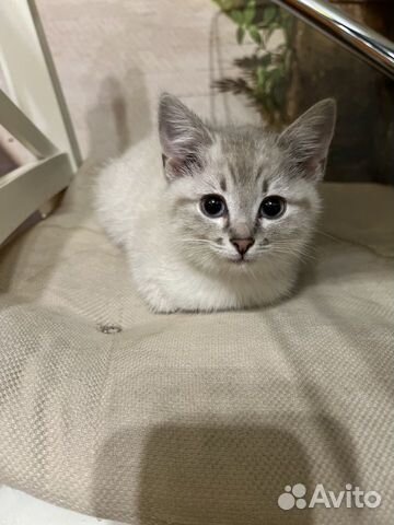 Кошка девочка