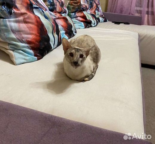 Ориентальная кошка