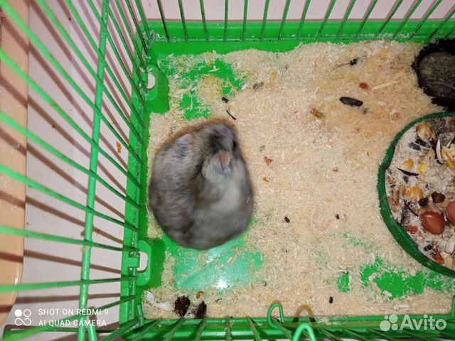 Джунгарский хомяк с клеткой