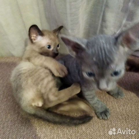 Котята донского сфинкса