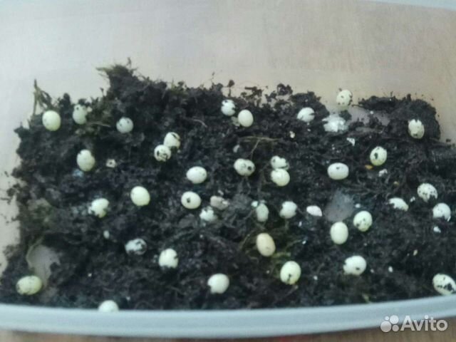 Яйца улитки ахатина