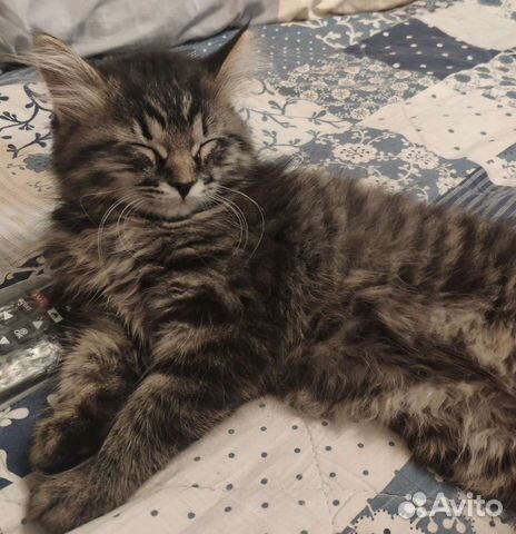 Сибирский котенок в добрые руки