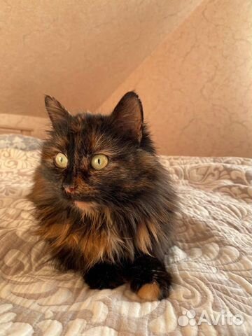 Ласковая кошечка Шоколадка, Зеленоград, Алабушево