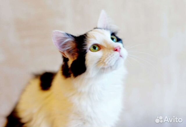 Японский бобтейл