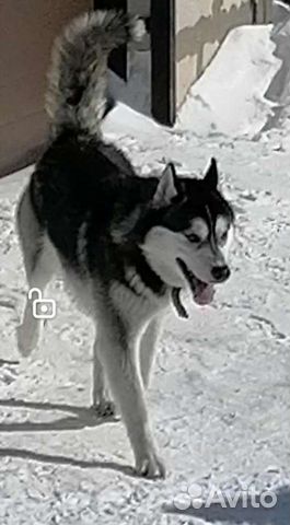 Ищем невесту для Хаски