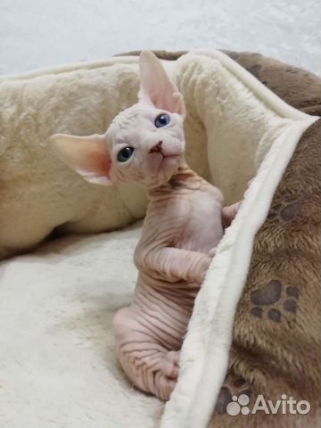 Белый мальчик. Канадский сфинкс