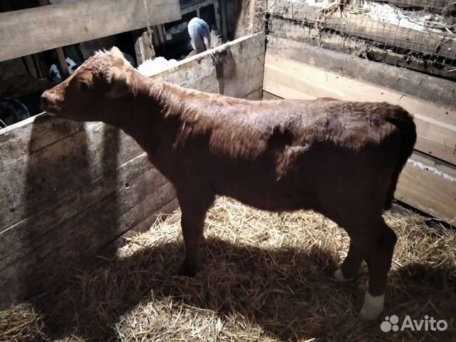 Телята бычки