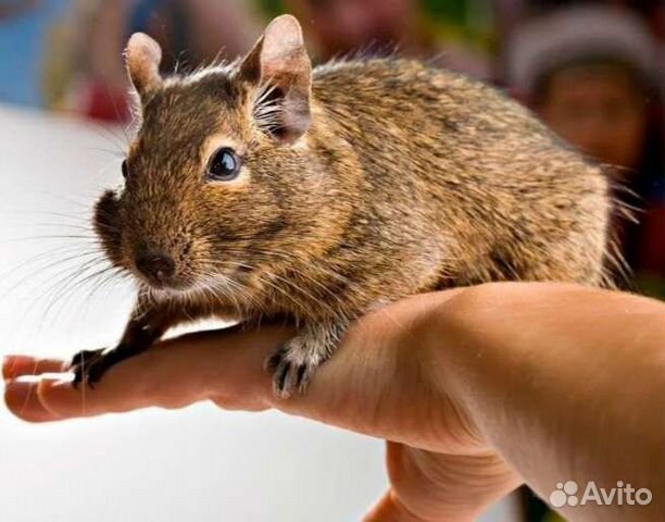 Белочка Дегу