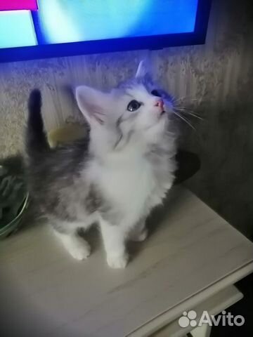 Просто кошечка, маленькая и пушистая