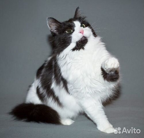 Спасите Марсюшу