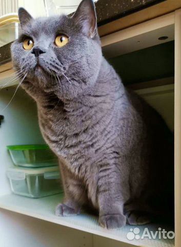 Британский кот