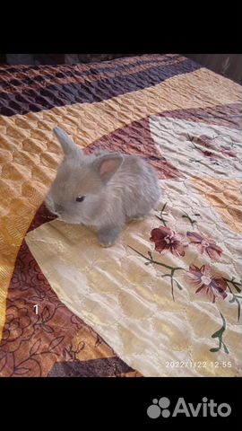 Декоративные породистые крольчата