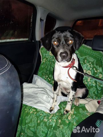 Чудо парень ищет дом