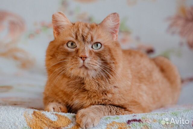 Кот бесплатно