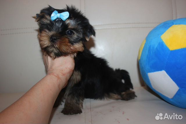 Очень красивый малыш йорик 2,5 мес