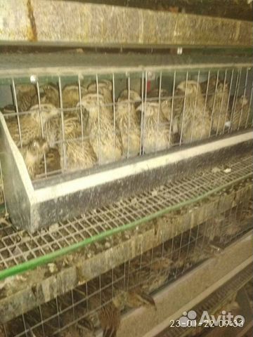 Перепела, инкубационное яйцо