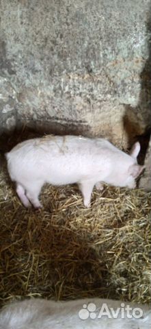 Поросенок хрячок