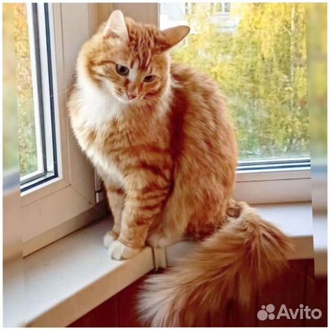 Рыжий котёнок в добрые руки