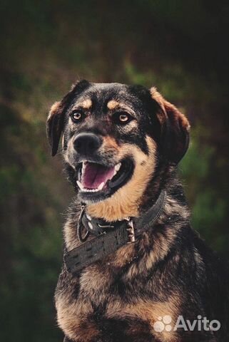 Собака,метис