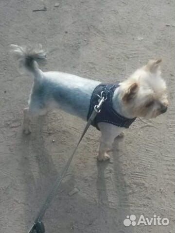 В добрые руки