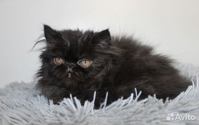 Шикарный персидский котенок