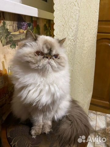Продам чистокровного персидского взрослого кота