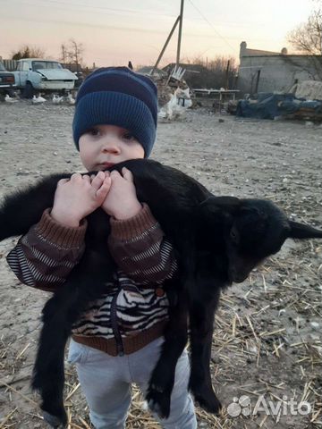 Коза дойная молочная