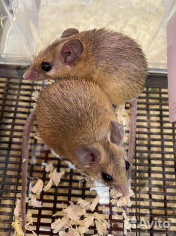 2 иглистые мышки