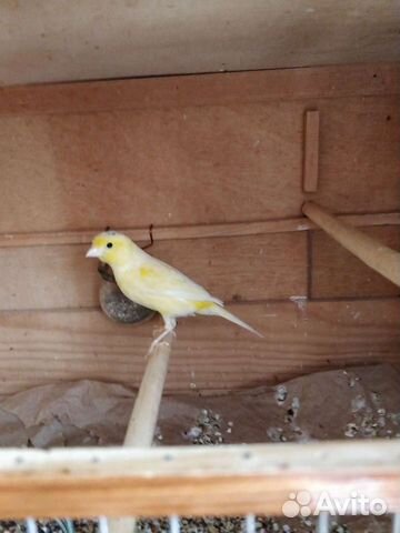 Канарейки