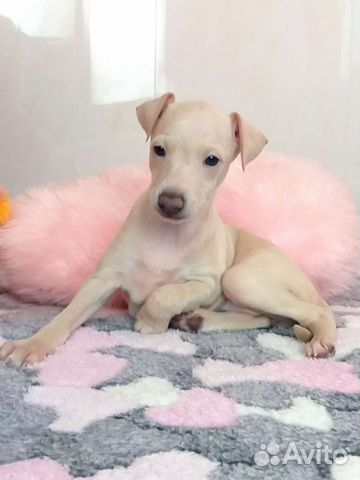 Самая нежная)