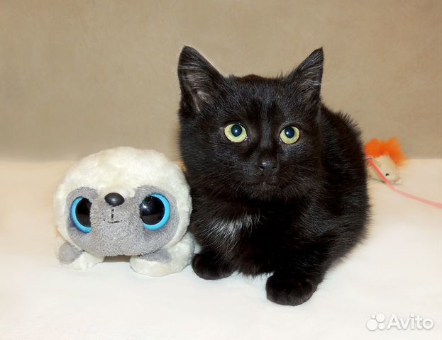 Котенок Шон в добрые руки
