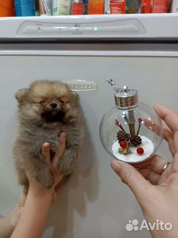 Померанский шпиц мини щенок