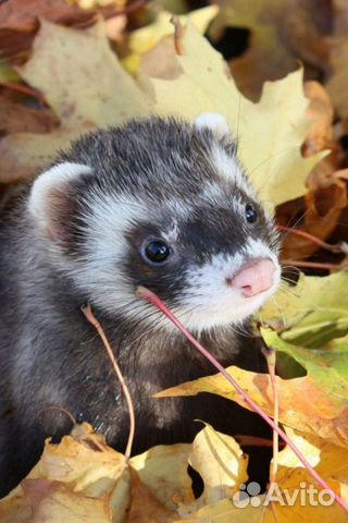 Хоречки малыши