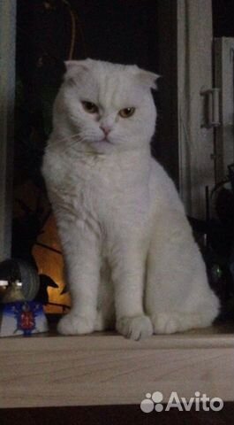 Вислоухая британка