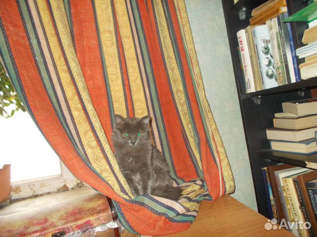 Красивые дымчатые кошки (котята) ждут хозяев