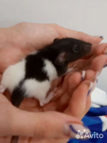 Декоративная крыса