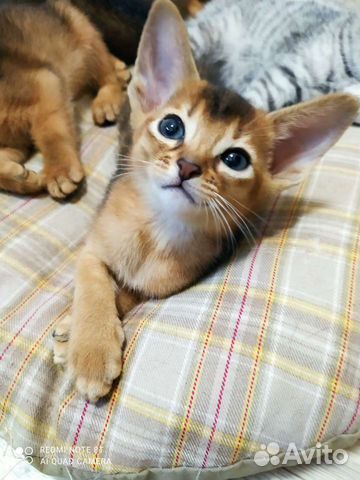 Абиссинские котята