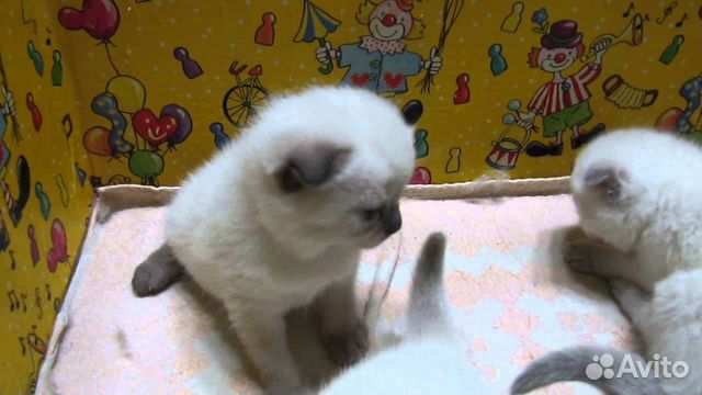 Олубоглазые шотландские вислоухие котята колорного