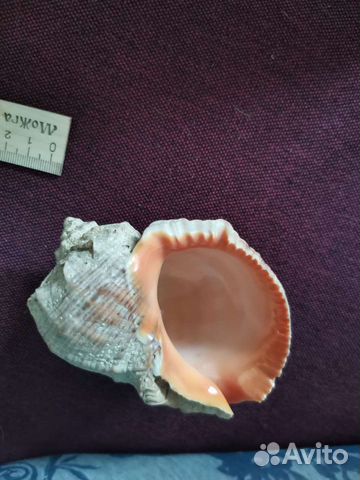 Ракушка рапан размер большой