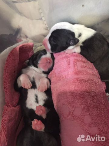 Щенки питбультерьера