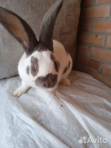 Кролики строкачи