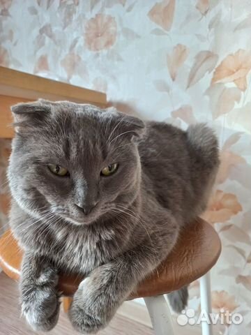 Отдадим кота в добрые руки