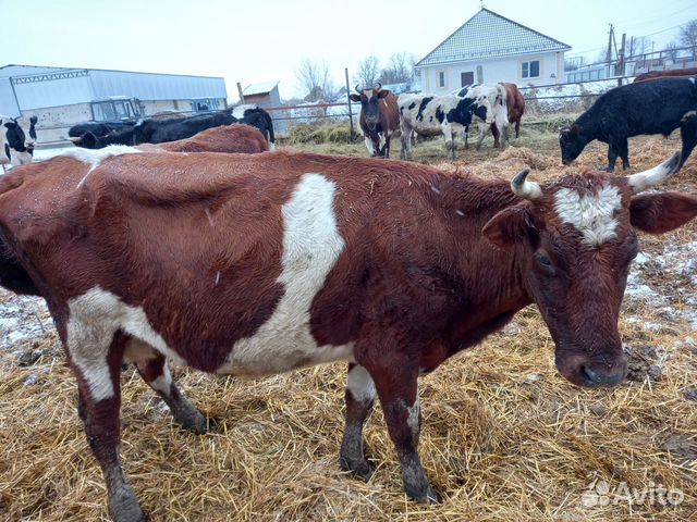 Коровы дойные молочные