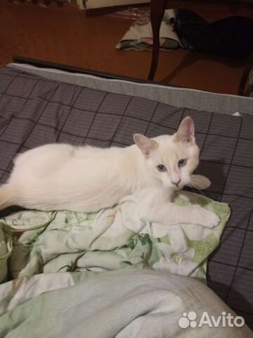 Котик бесплатно