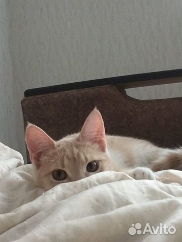 Самый милейший кот в мире