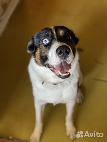 Отдам в добрые руки собаку