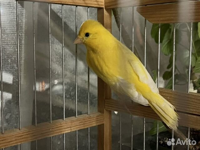 Кенарь