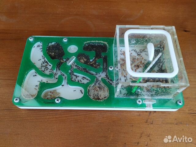 Муравьиная ферма с муравьями